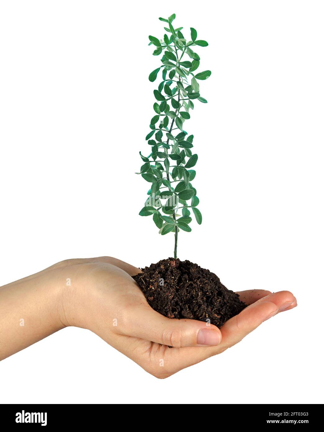 Close up of Sapling in hand Stock Photo - Alamy