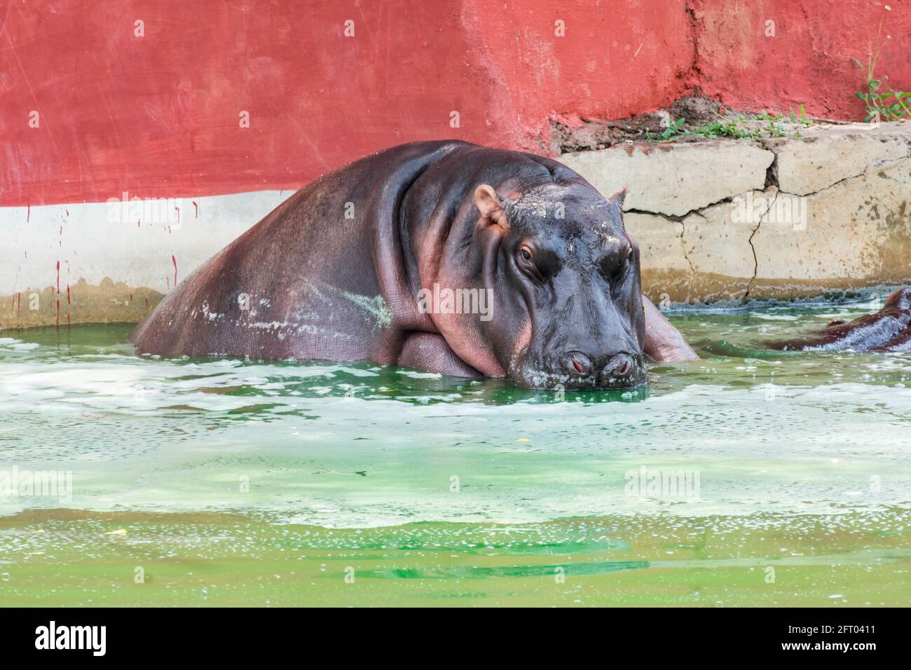 Wild Animal Hippopotamus Bathing in an Indian National Park Pond Stock ...