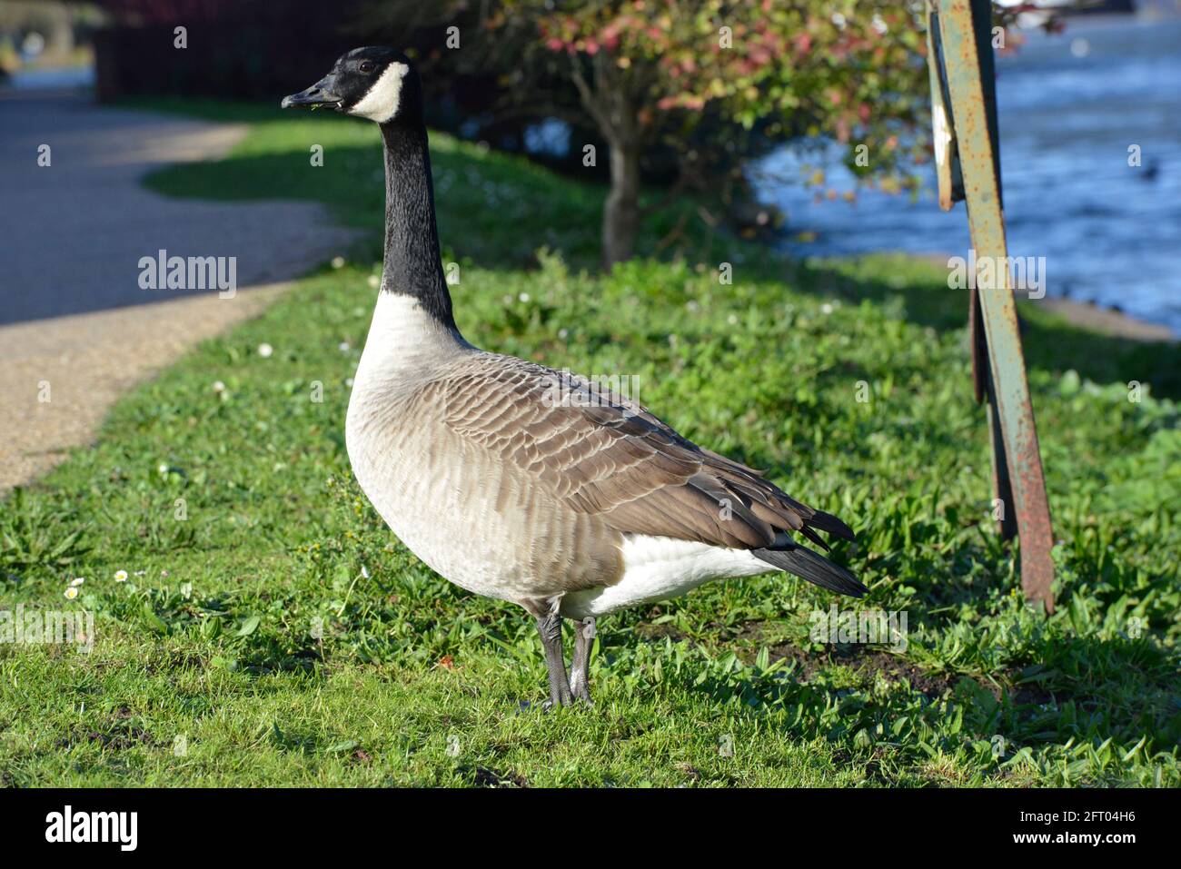 Canada Goose - Branta canadensis Stock Photo - Alamy