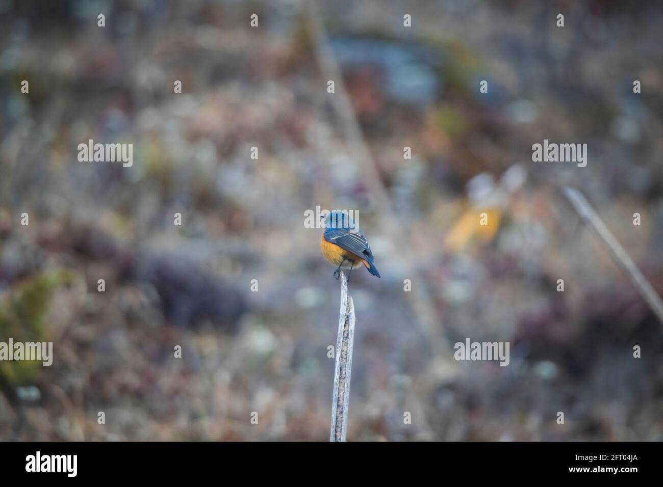 Blue-fronted Redstart, Phoenicurus frontalis, Pangolekha Wildlife ...