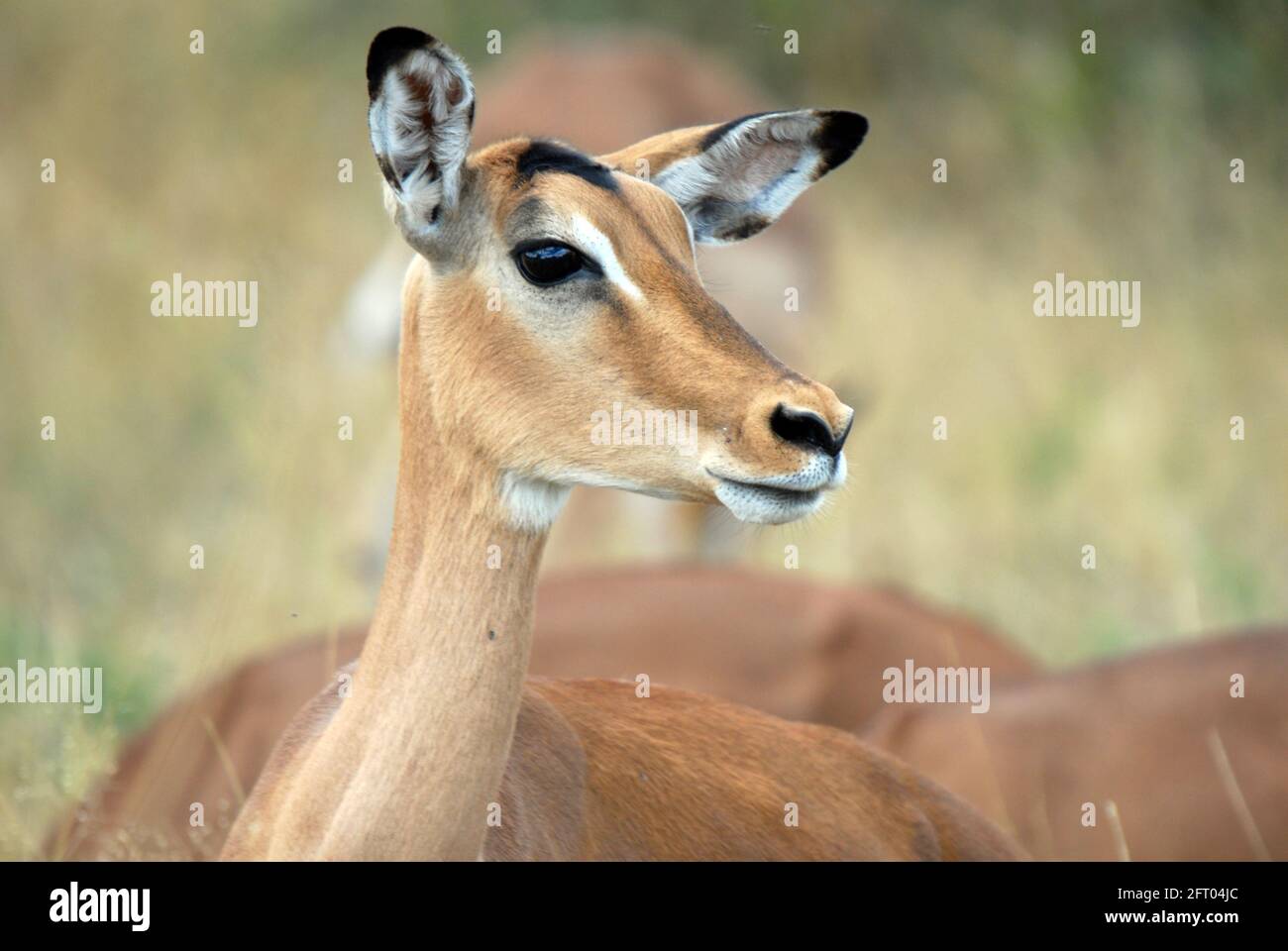 Female Impala antelope on the Lookout Stock Photo - Alamy