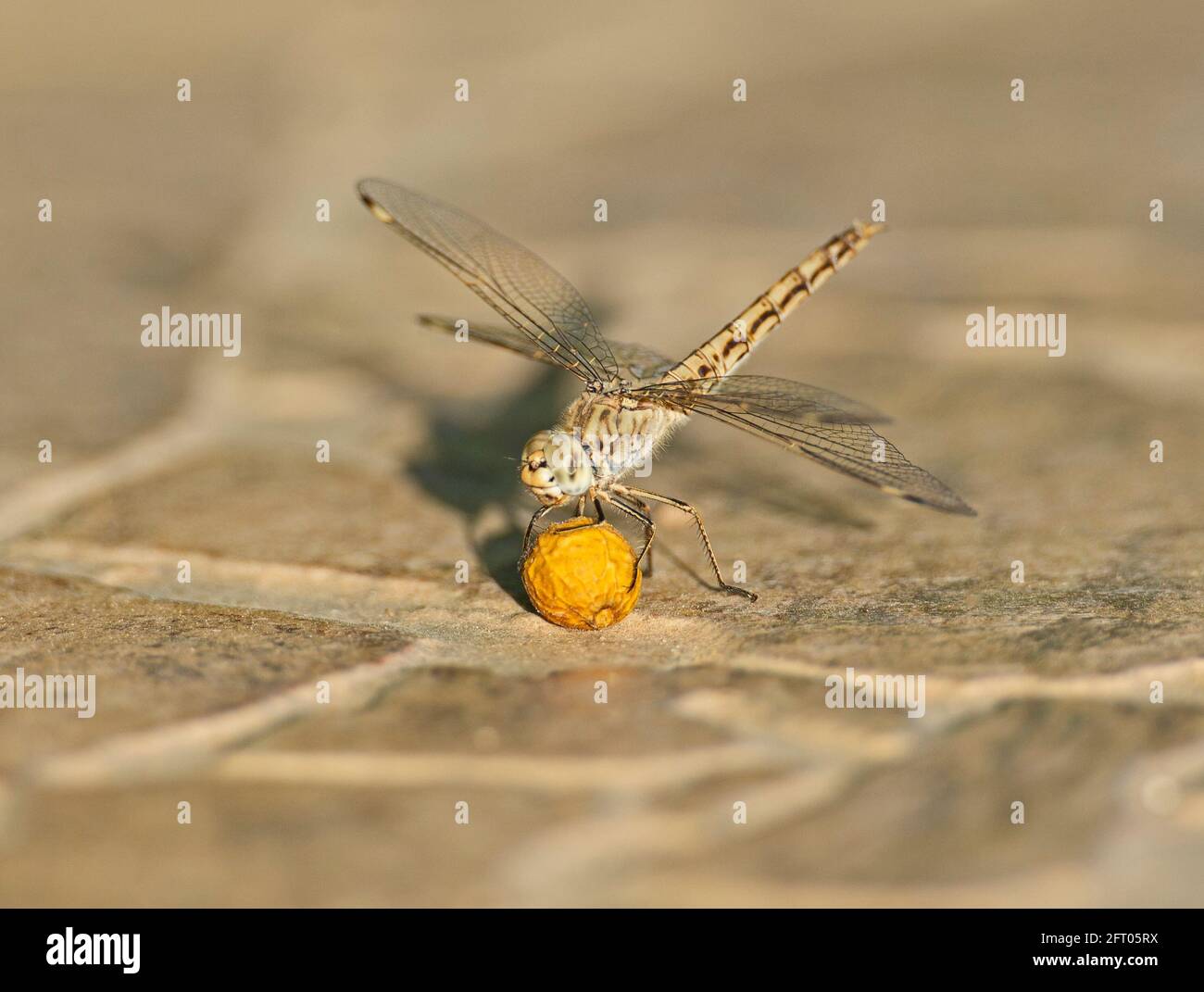 Closeup macro detail of wandering glider dragonfly Pantala flavescens ...