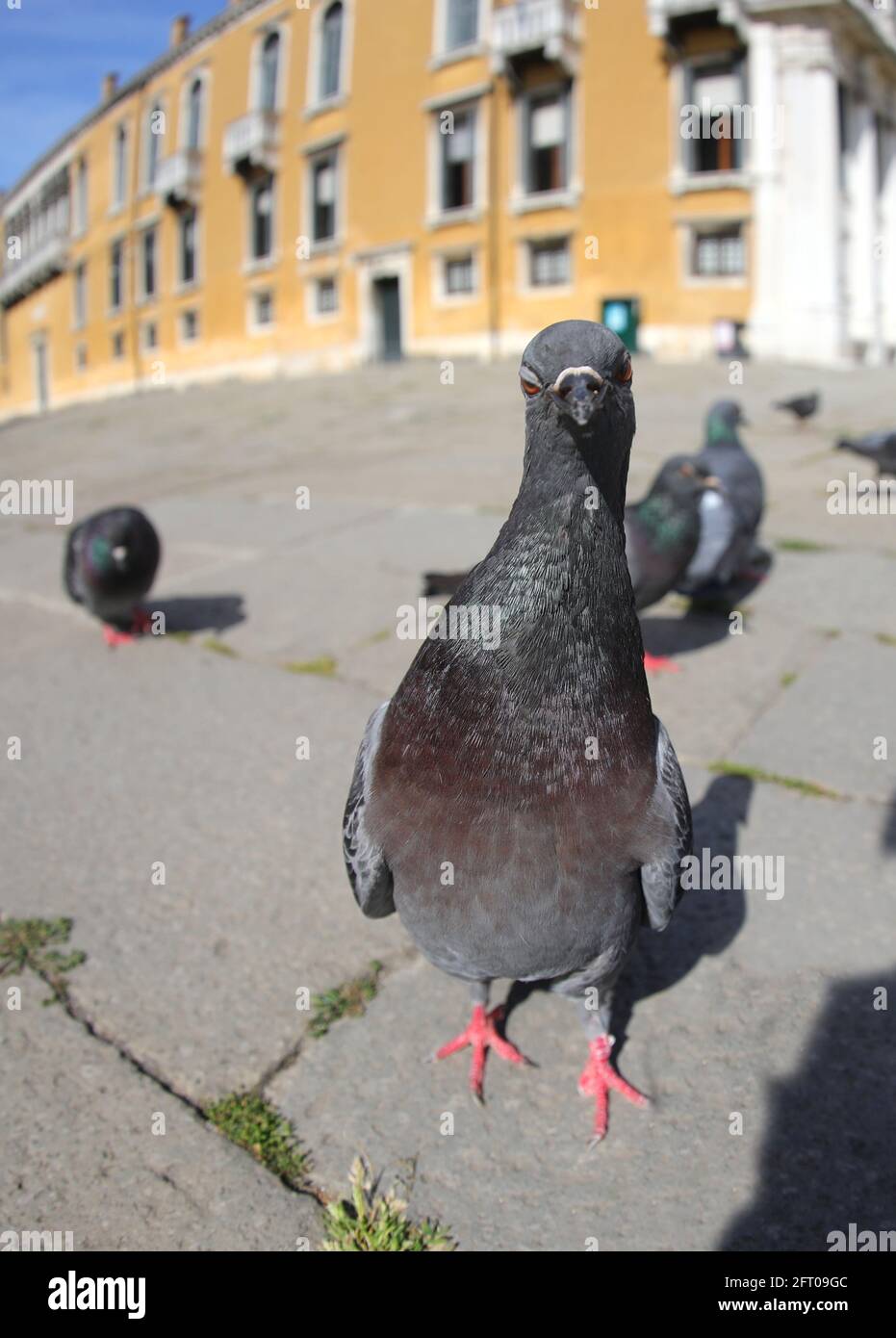 Fat pigeons hi-res stock photography and images - Alamy