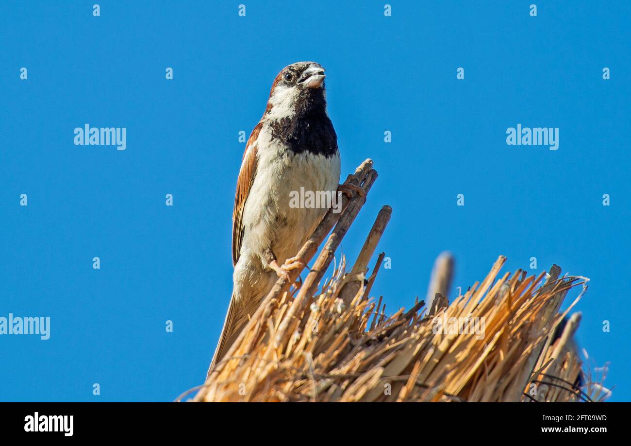 House sparrow passer domesticus stood perched on top of straw thatched ...