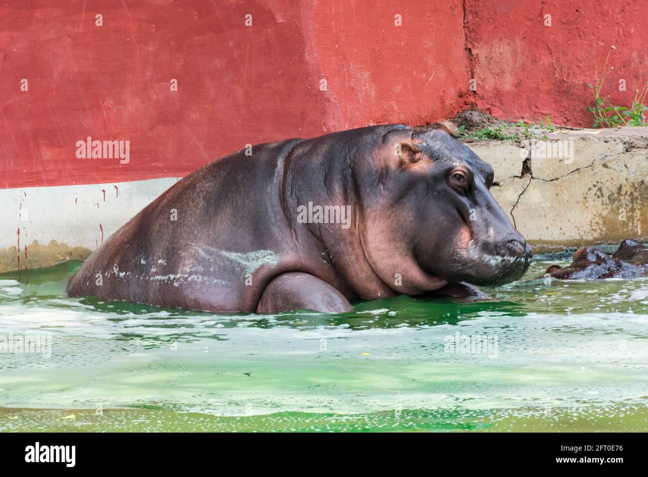 Wild Animal Hippopotamus Bathing in an Indian National Park Pond Stock ...
