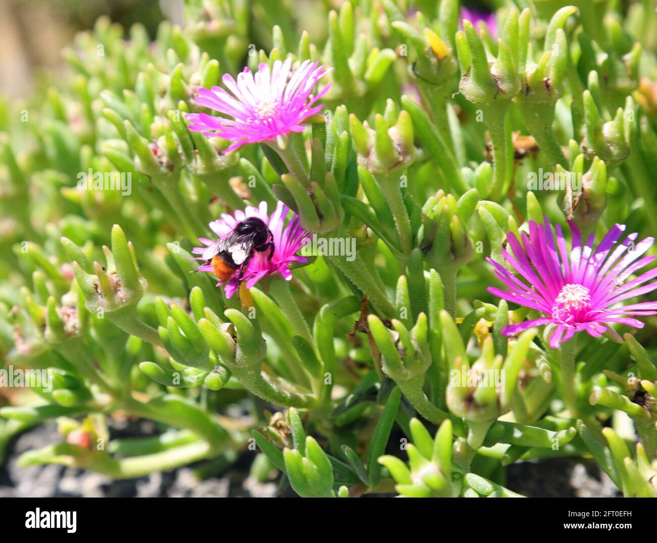 hornet insect that sucks nectar from flowers and thus helps plant ...