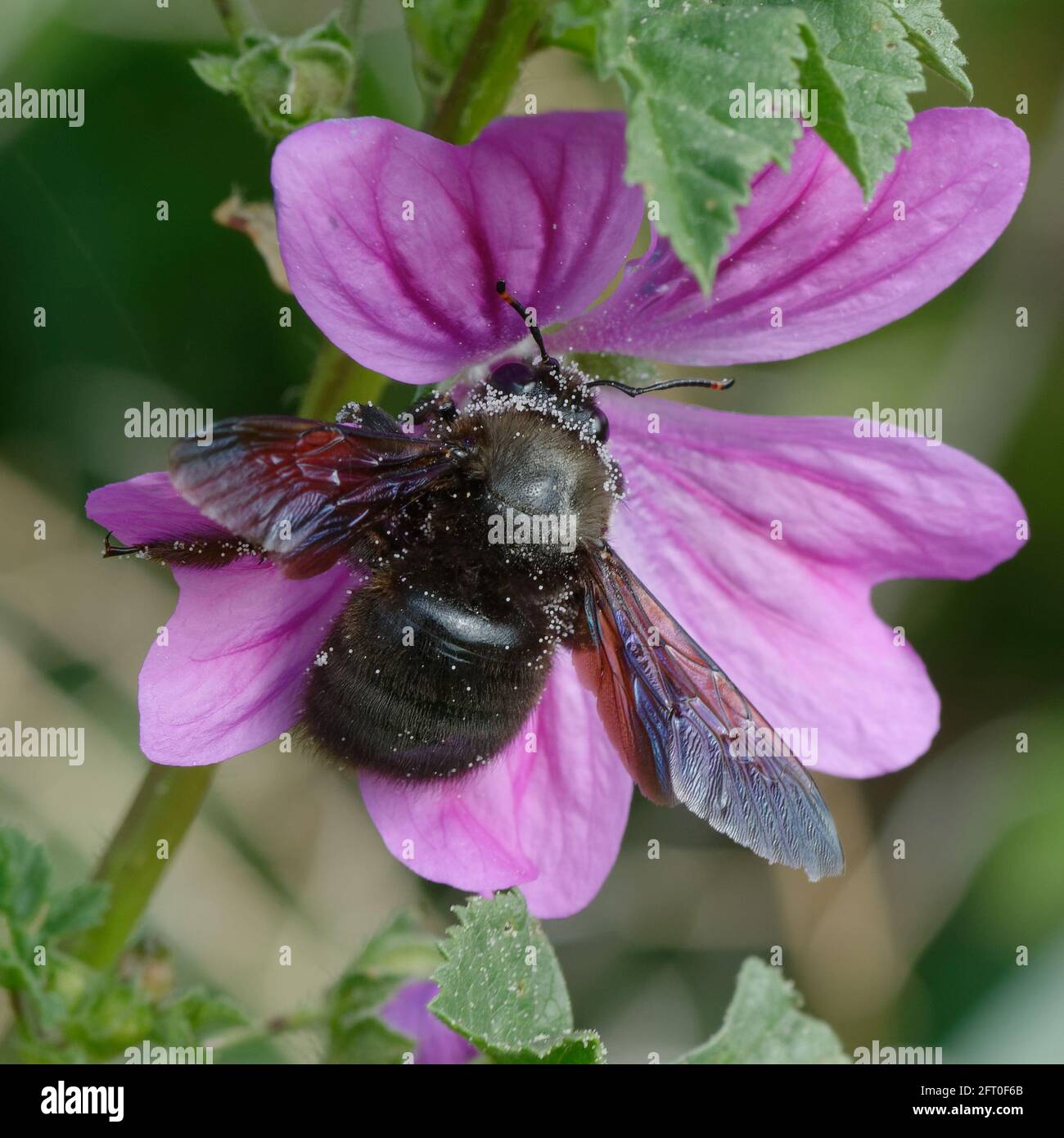 Violet carpenter bee (Xylocopa violacea) foraging a flower Stock Photo ...