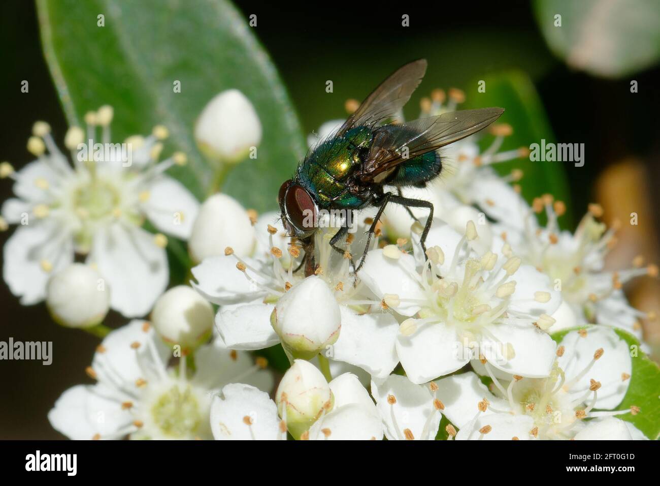 Common green bottle fly (Lucilia sericata) on flowers Stock Photo - Alamy
