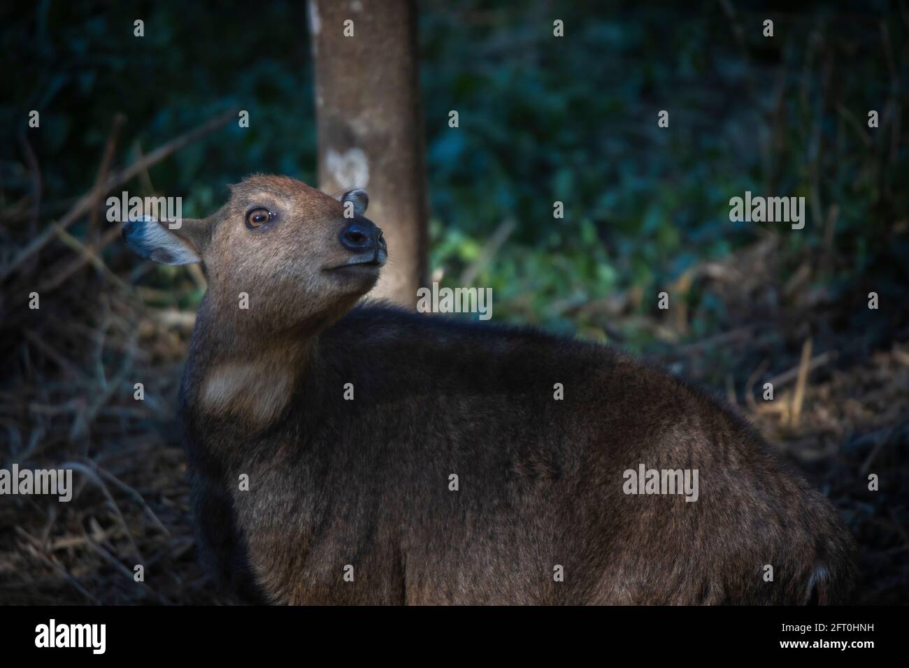 Red Goral, Naemorhedus baileyi, Sikkim, India Stock Photo - Alamy