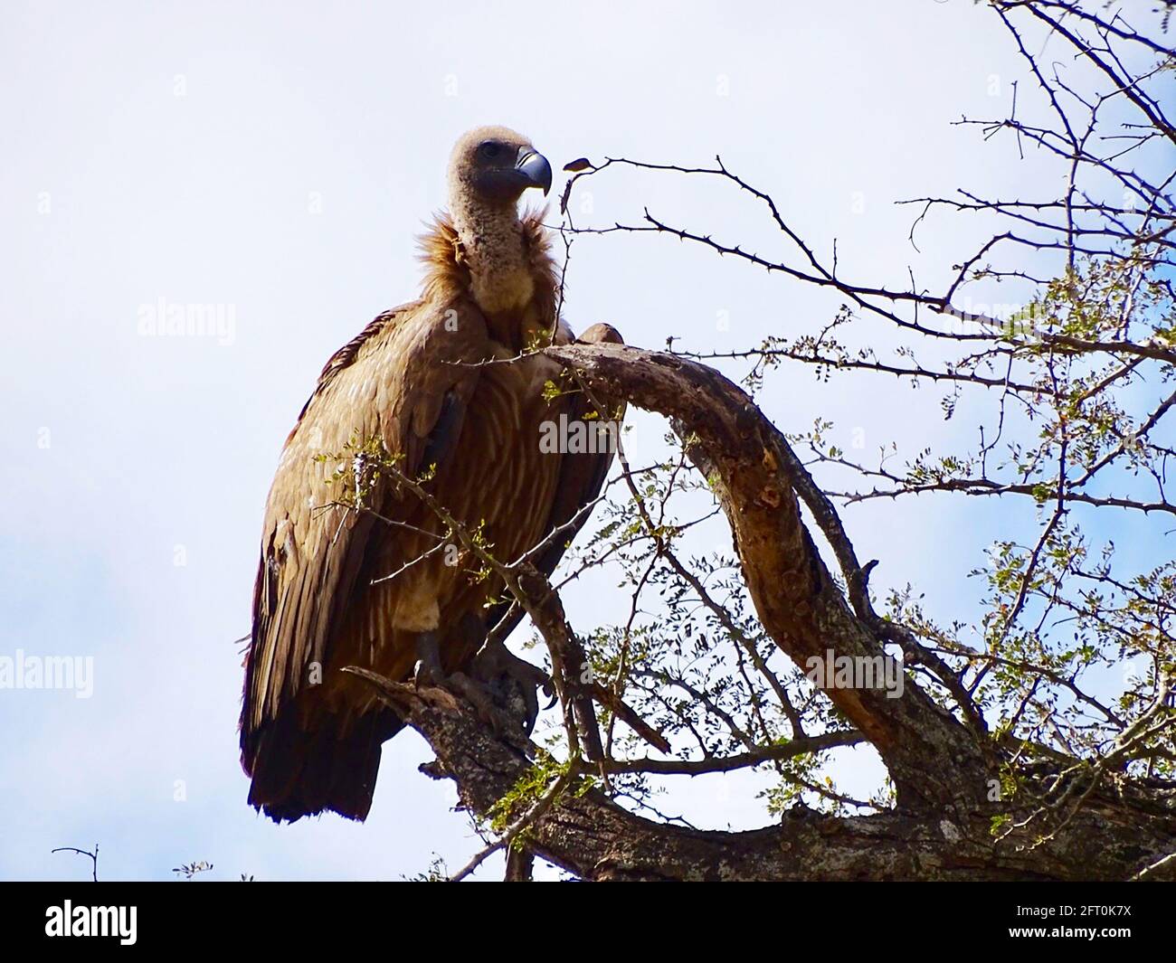 Vulture in a thorn tree awaiting a thermal Stock Photo - Alamy