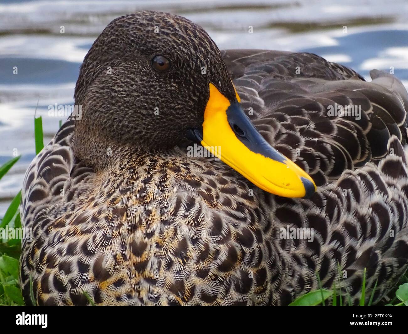Speckled duck hi-res stock photography and images - Alamy