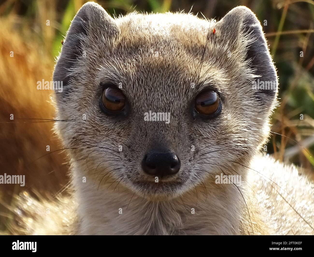African Mongoose stares down an intruder Stock Photo - Alamy
