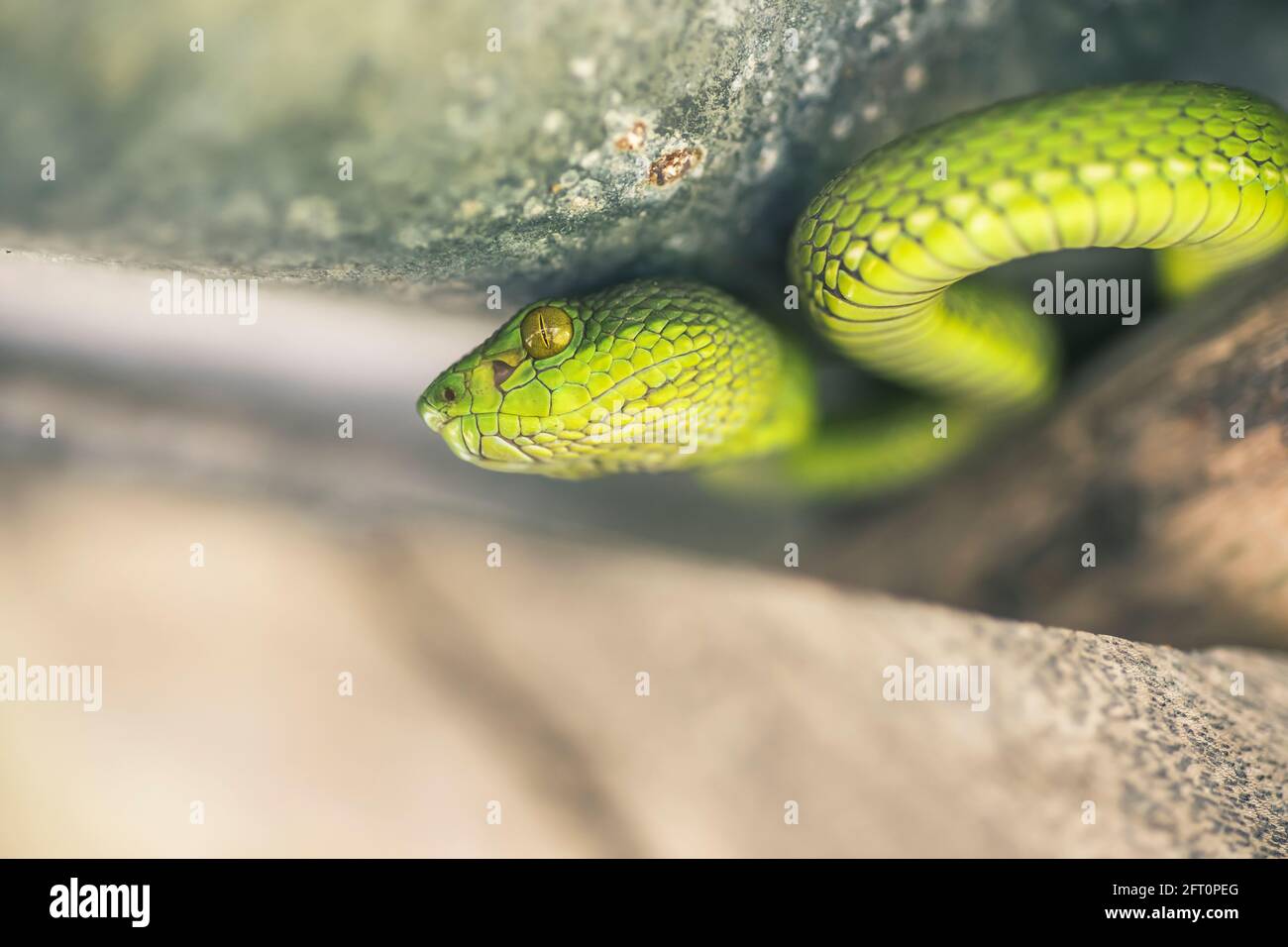 Red tailed pitviper hi-res stock photography and images - Alamy