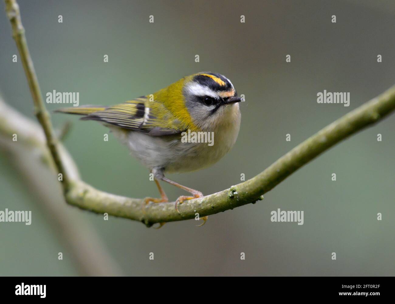 Firecrest - Regulus ignicapilla Stock Photo - Alamy