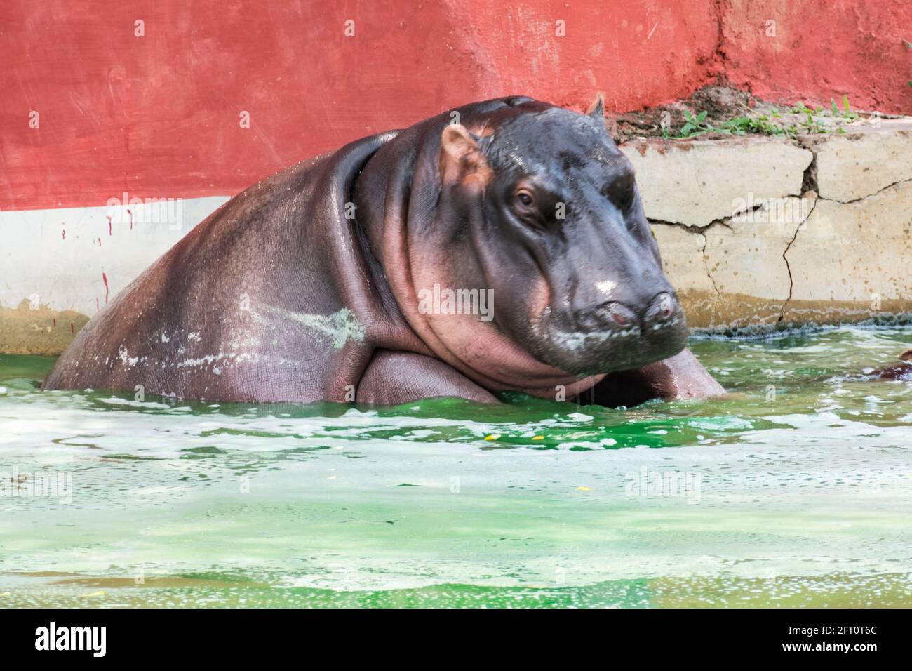 Wild Animal Hippopotamus Bathing in an Indian National Park Pond Stock ...