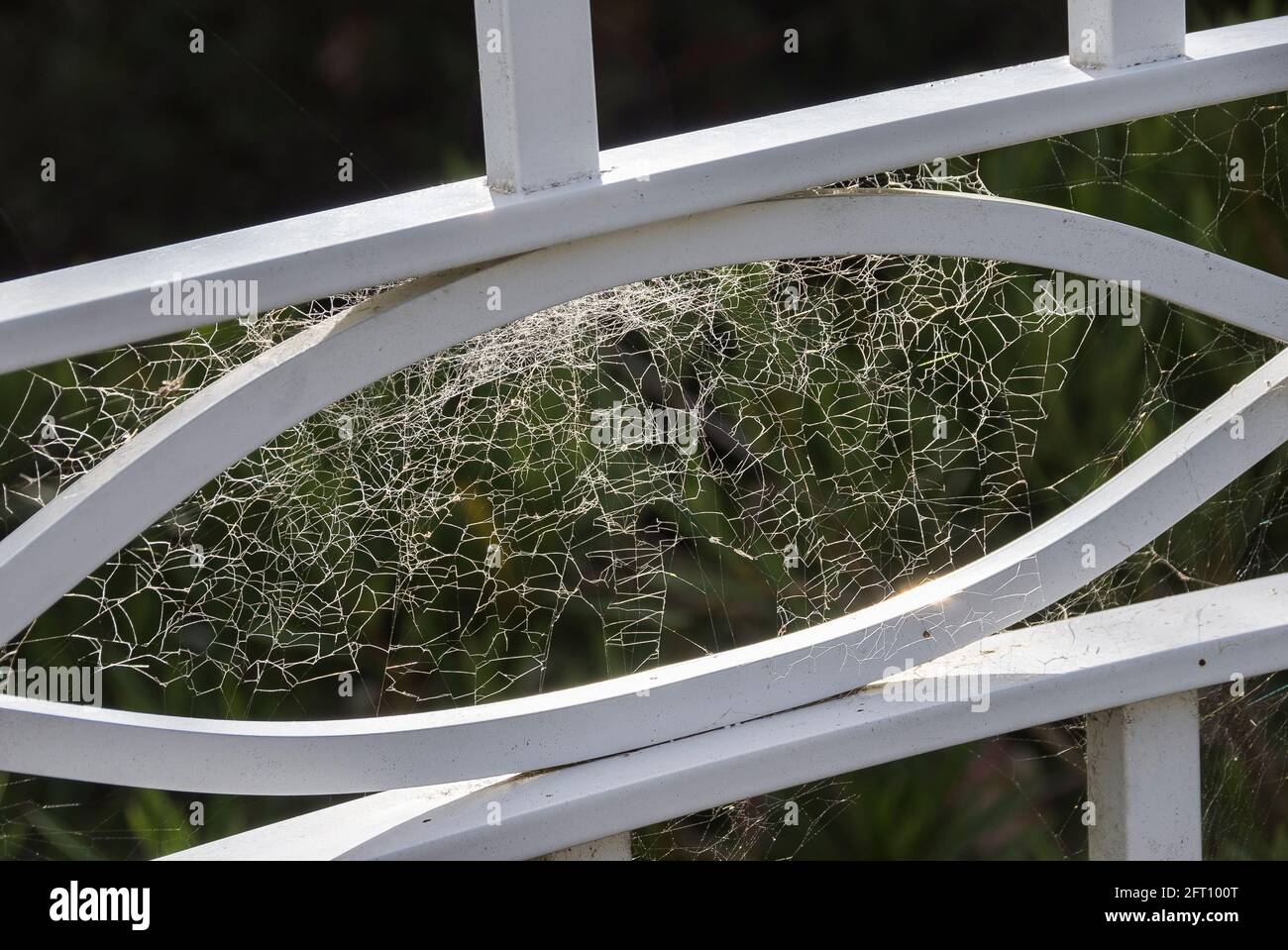 Close-up of part of a white garden gate filled with a mass of spiders ...