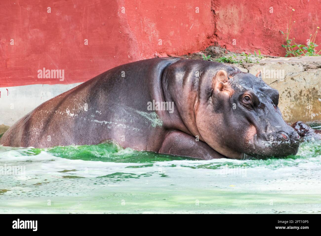 Indian hippopotamus hi-res stock photography and images - Alamy