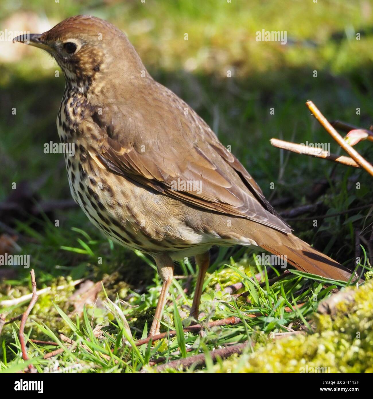 Used to be called the mistletoe thrush hi-res stock photography and ...