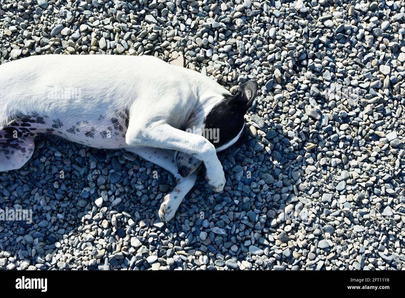 Overhead shot of a white and black dog lying on the ground on a sunny ...