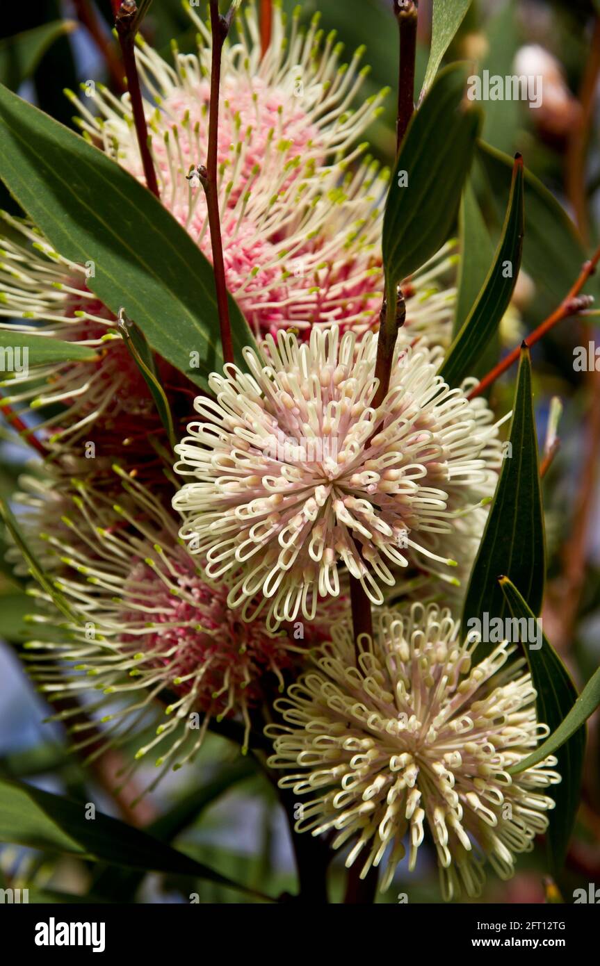 Hakea laurina hi-res stock photography and images - Alamy