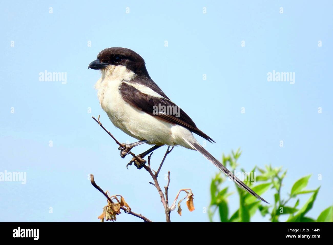 Southern Fiscal Shrike awaits his prey Stock Photo - Alamy