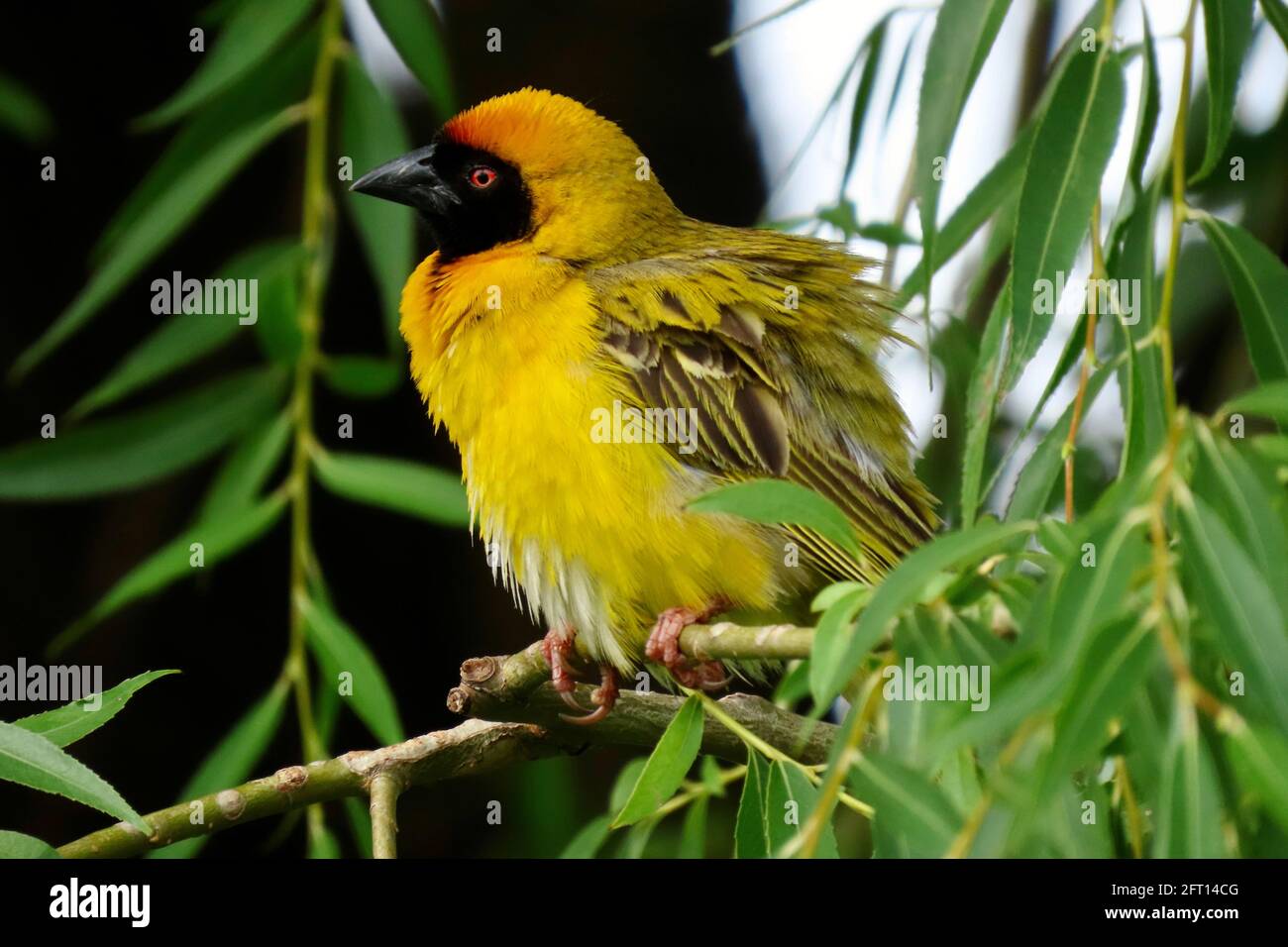 Male little bird hi-res stock photography and images - Alamy