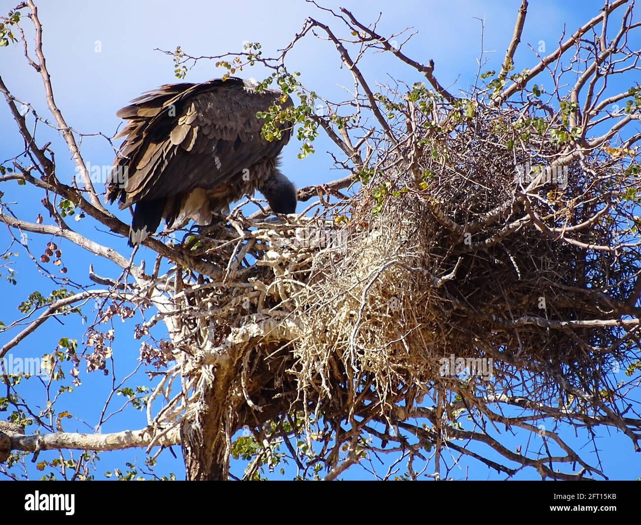 Vulture Bird Nest