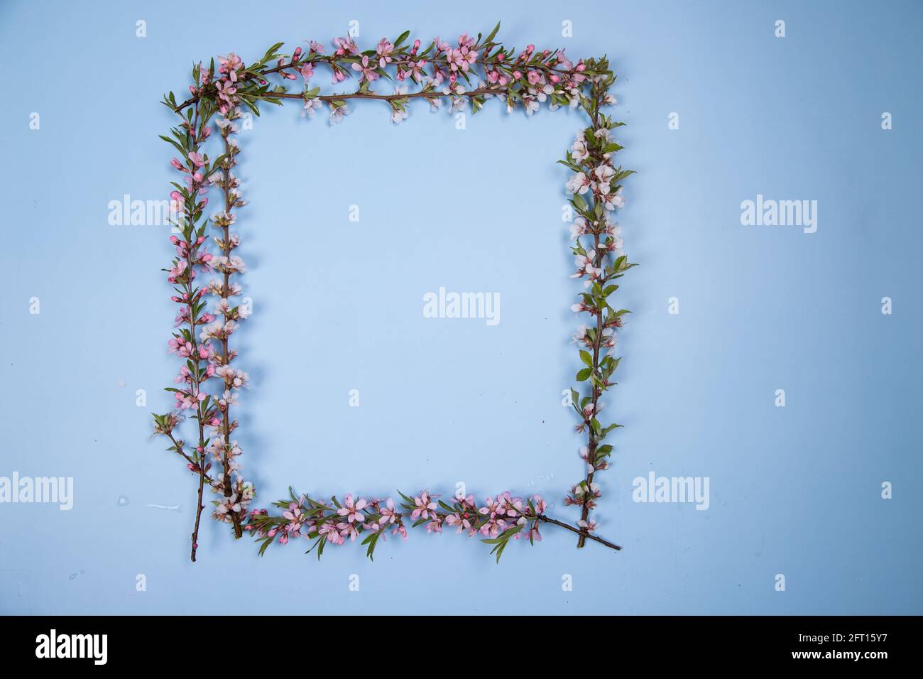 A frame made of flowering branches of fruit trees Stock Photo - Alamy