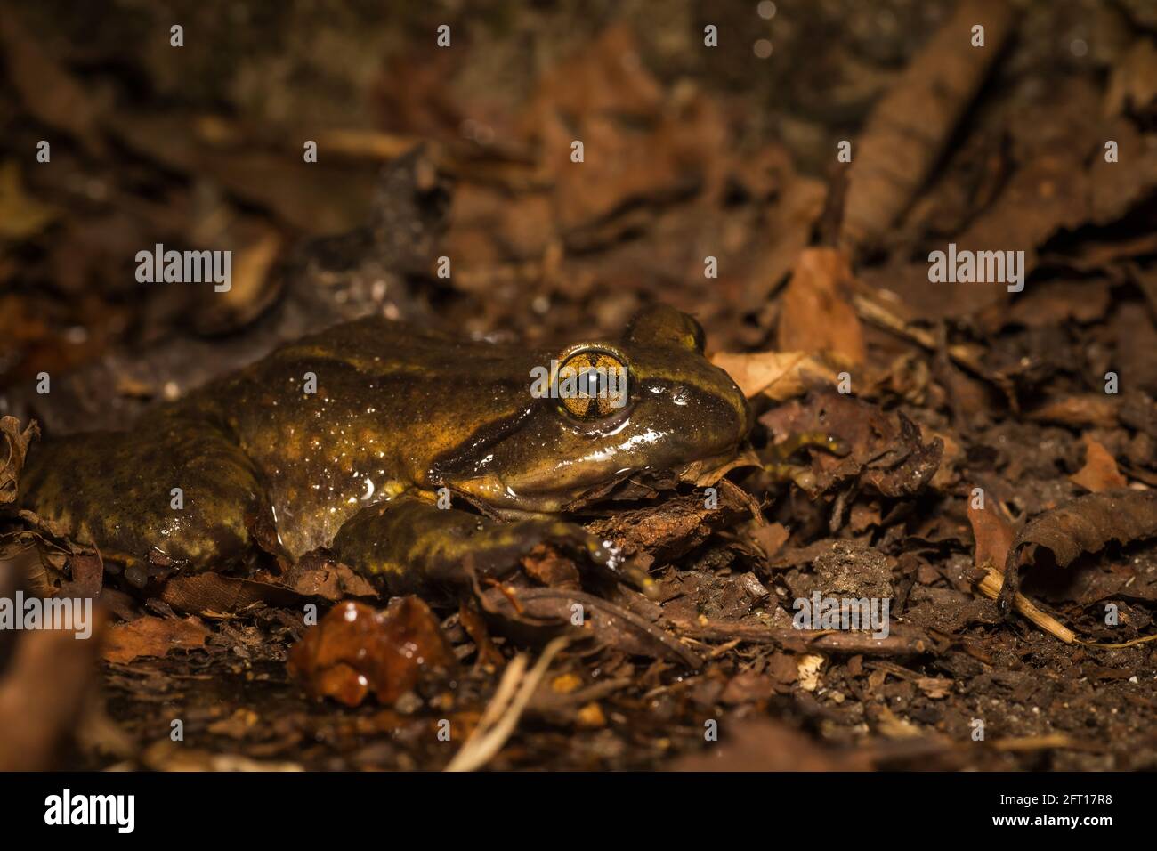 Sikkim Paa Frog, Nanorana liebigii, Sikkim, India Stock Photo - Alamy