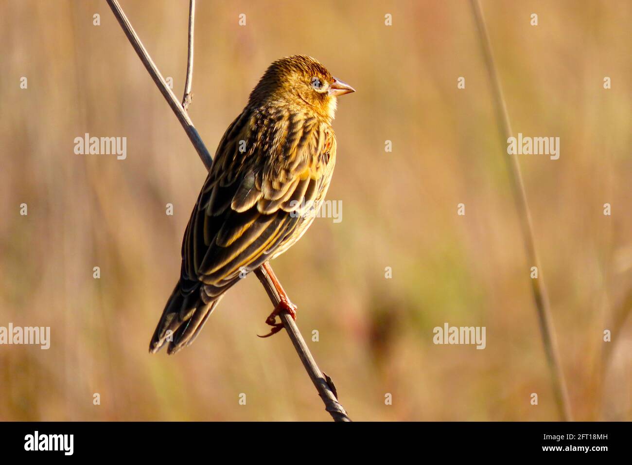 Little weaver hi-res stock photography and images - Alamy