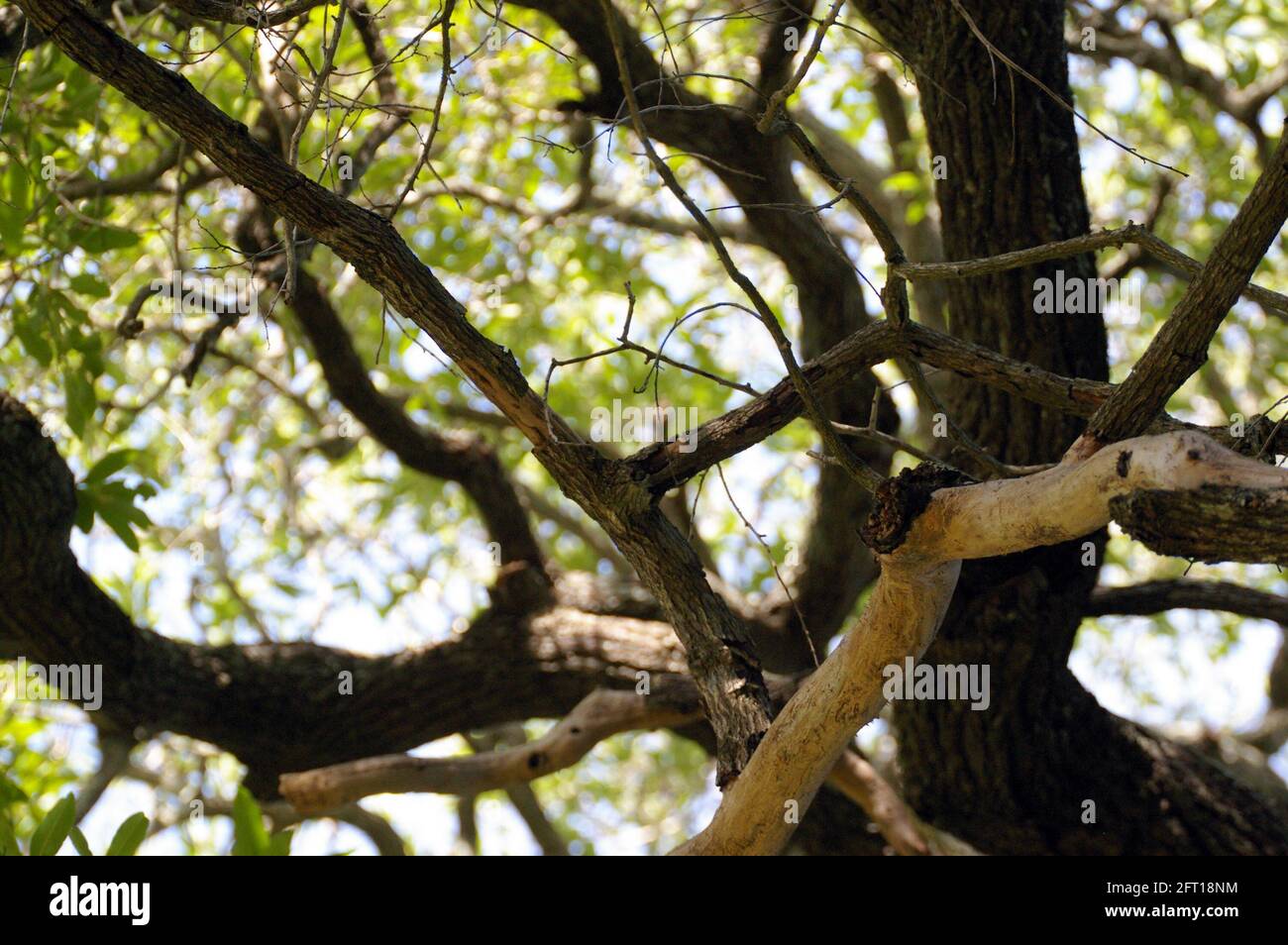 Gnarled tree branches against a backdrop of foliage Stock Photo - Alamy