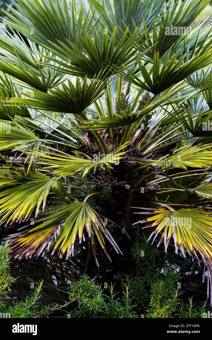 Trachycarpus fortunei uk garden hi-res stock photography and images - Alamy