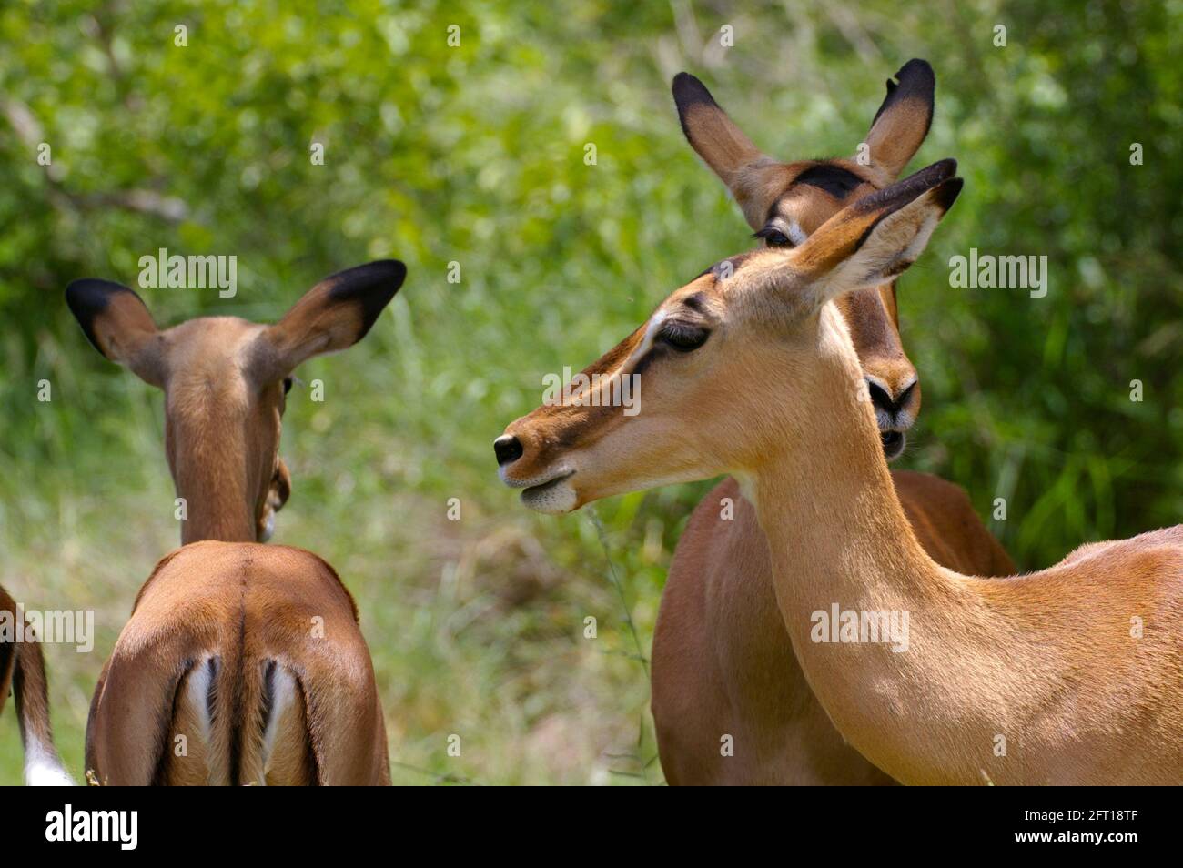 Young Impala antelope amongst the savanna grasslands of the Kruger ...