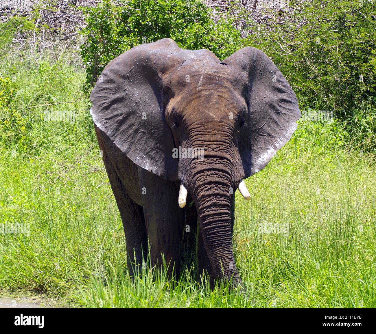 African bull Elephant in lush Summer grassland Stock Photo - Alamy