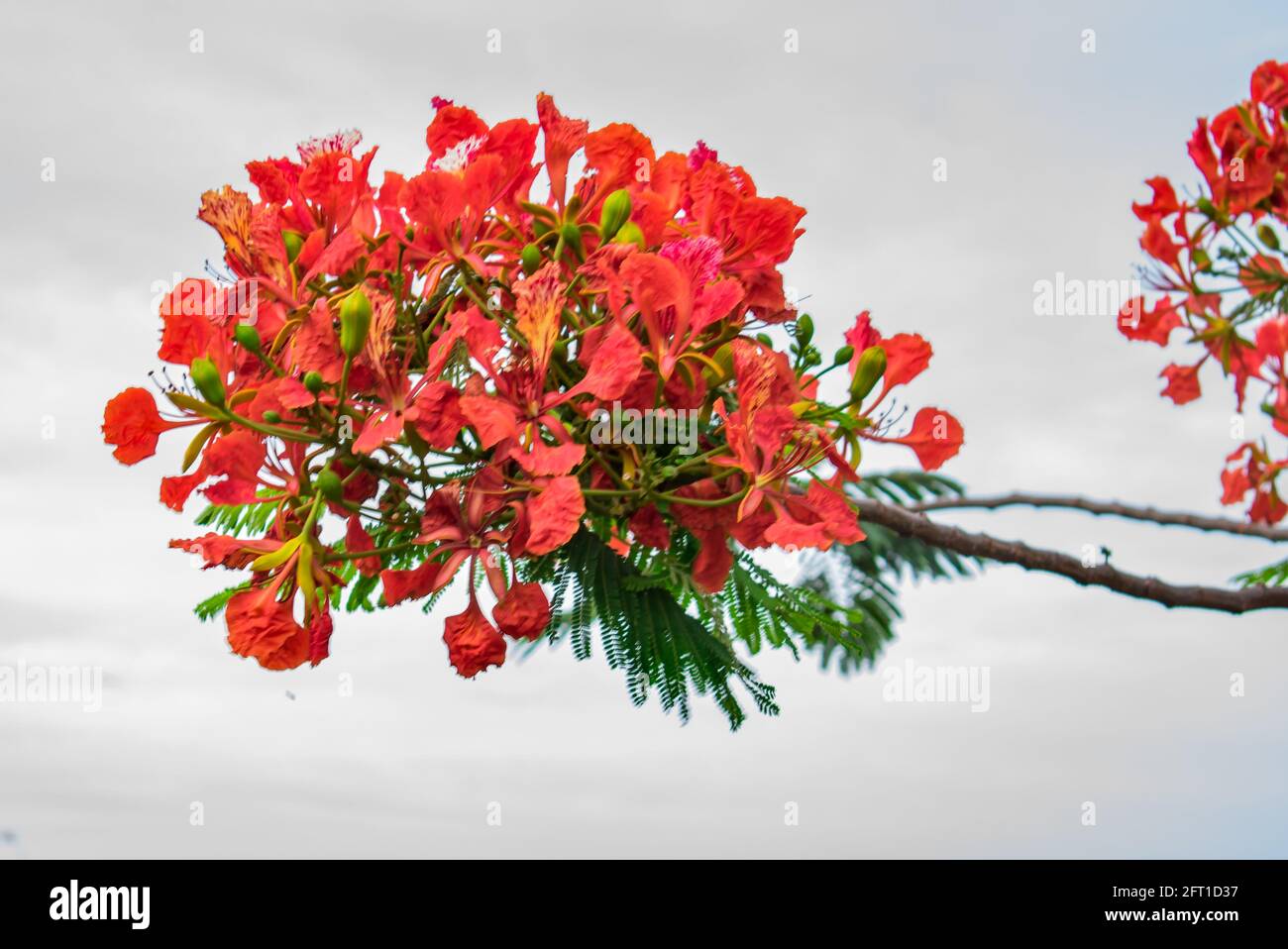 Red fox walking in his boundary in an Indian national park close view ...