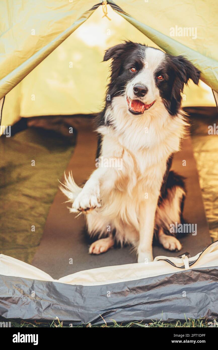 Outdoor portrait of cute funny puppy dog border collie sitting inside ...