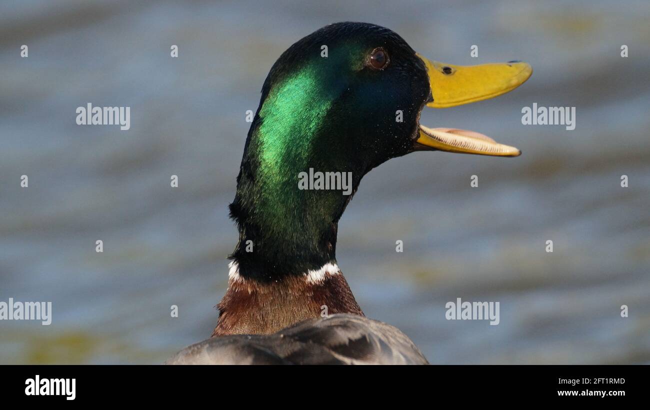 Talking duck hi-res stock photography and images - Alamy