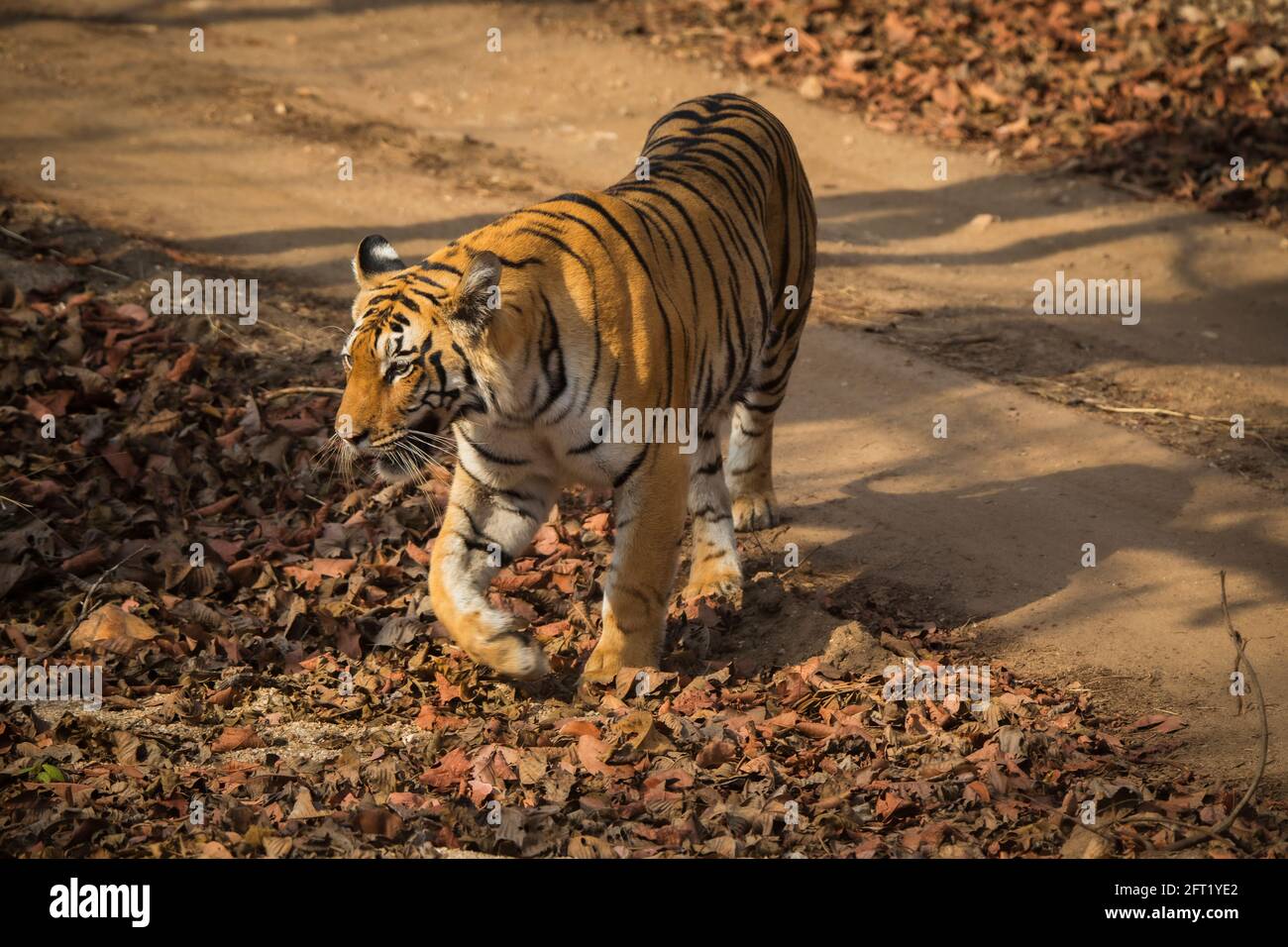 Royal Bengal Tiger, Panthera tigris, Pench Tiger Reserve, Maharashtra ...