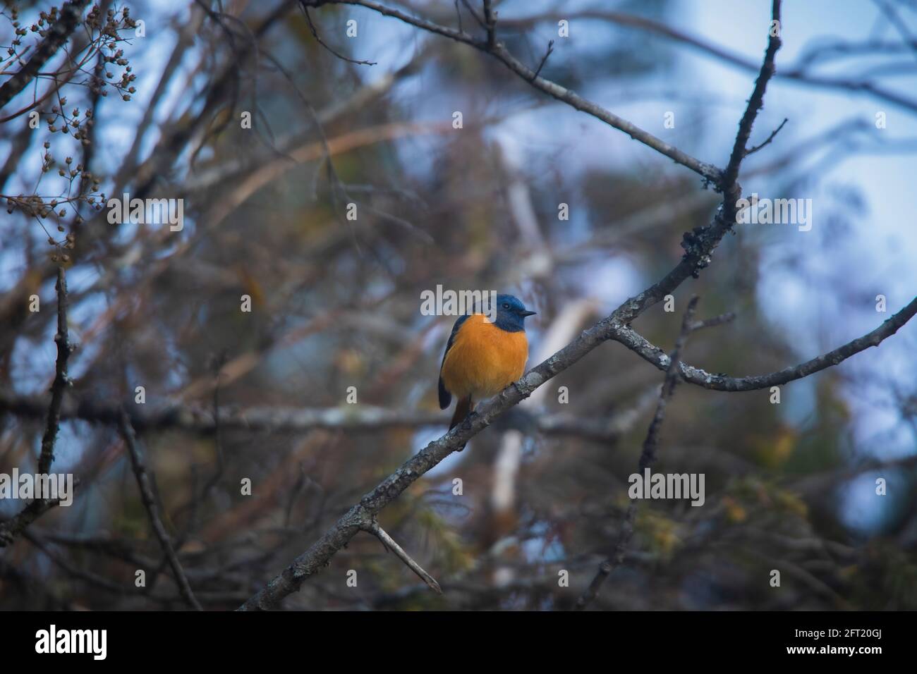 Blue-fronted Redstart, Phoenicurus frontalis, Pangolekha Wildlife ...