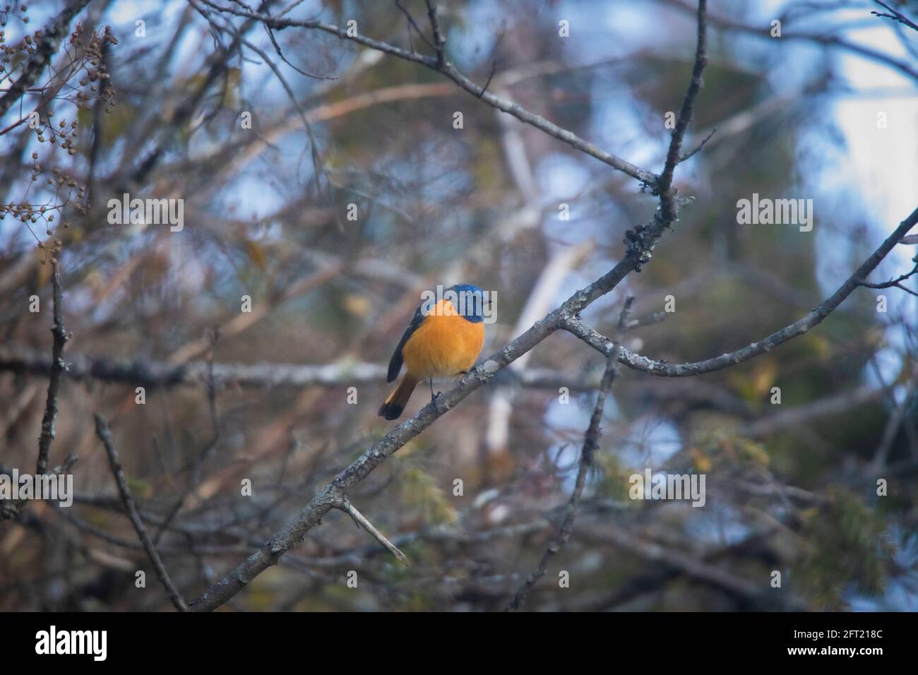 Blue-fronted Redstart, Phoenicurus frontalis, Pangolekha Wildlife ...