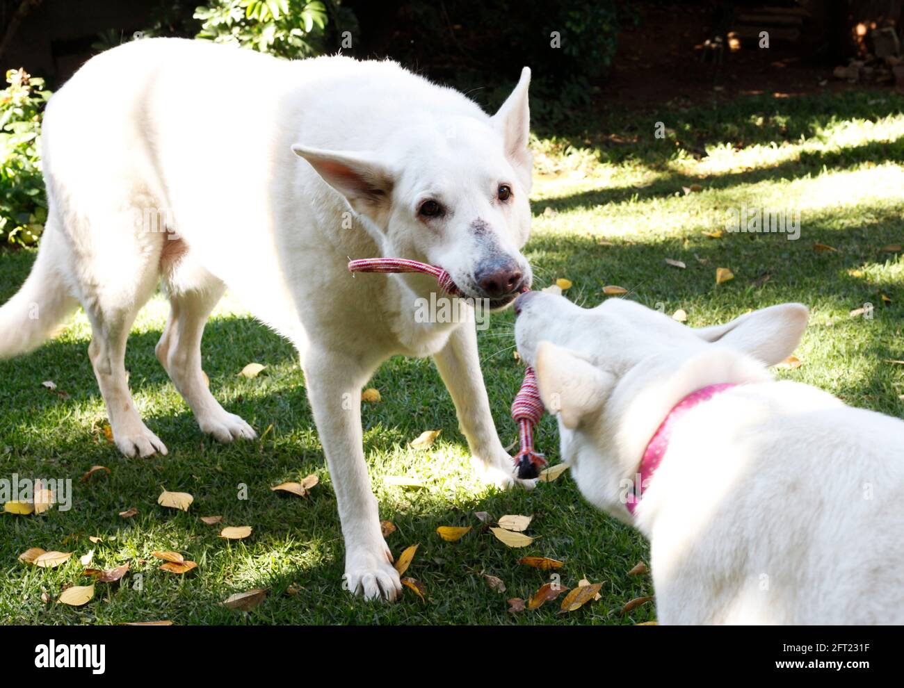 white dogs playing Stock Photo - Alamy