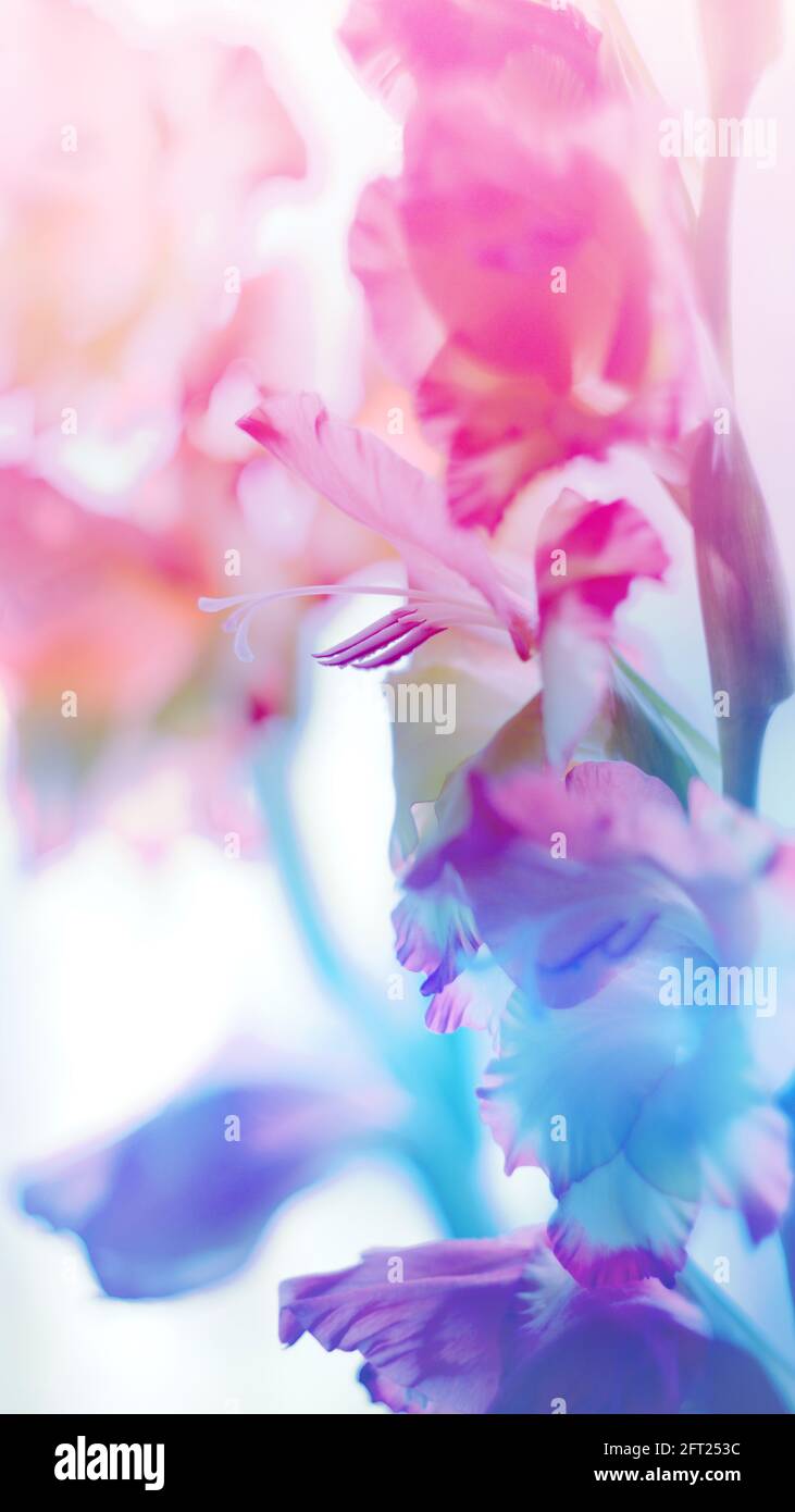 Light Blue Purple Flower Wallpaper