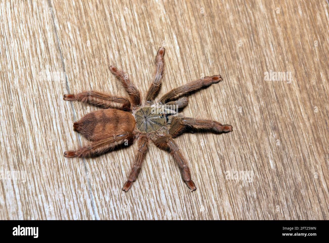 Large bird eating spider hi-res stock photography and images - Alamy