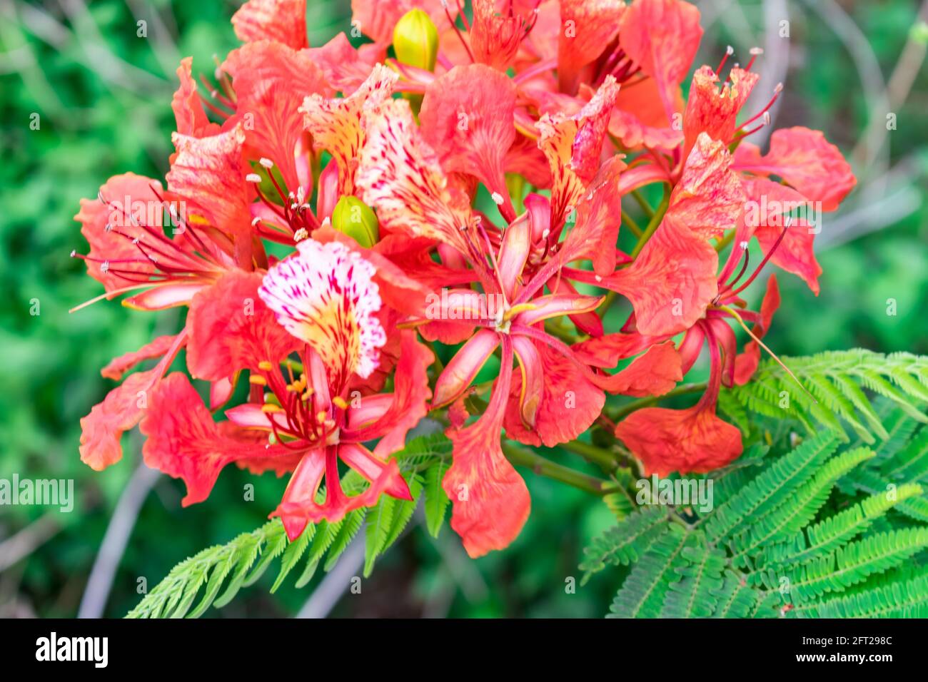 Red fox walking in his boundary in an Indian national park close view ...