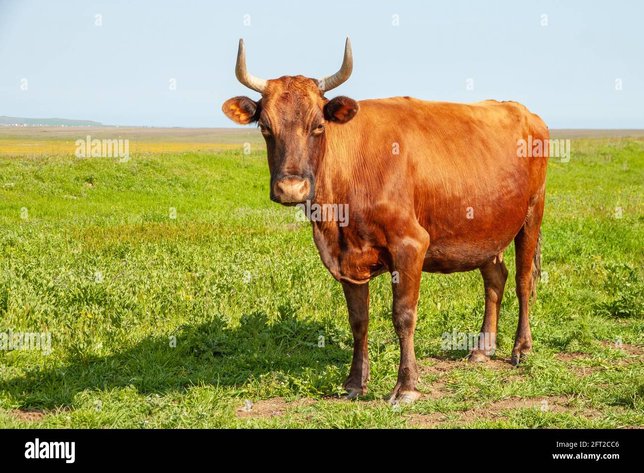 A brown cow stands against a background of a green field and a blue sky ...