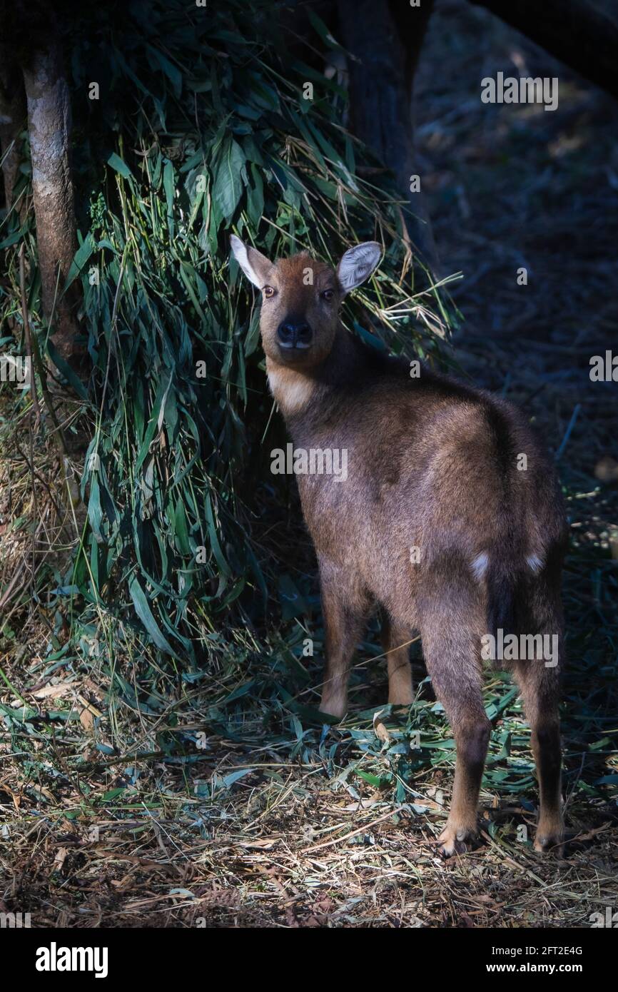 Goral goat himalayas hi-res stock photography and images - Alamy