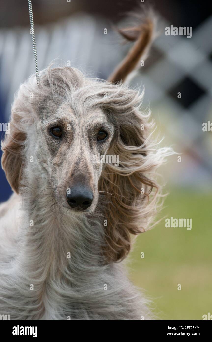 Show dog in dog show ring Stock Photo - Alamy