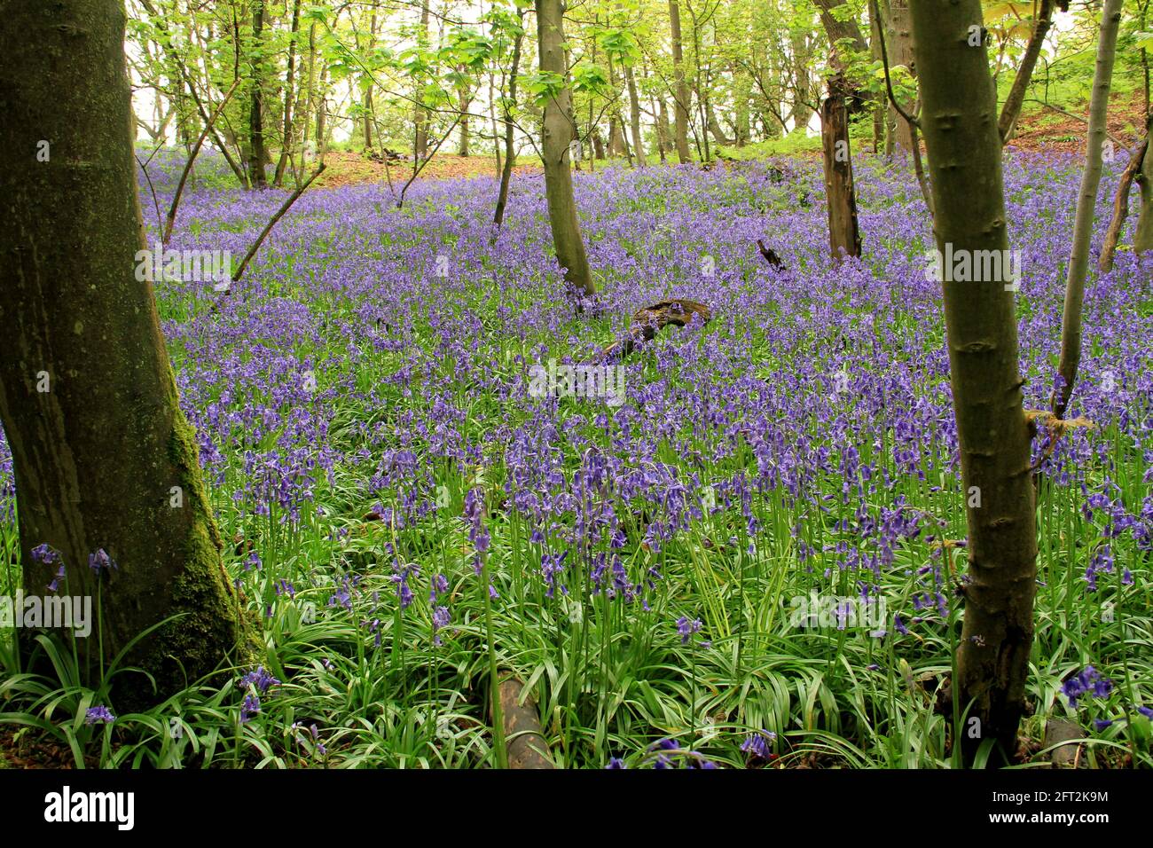 Woodland woods suffolk england hi-res stock photography and images - Alamy