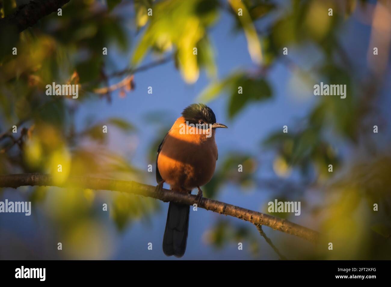 Rufous Sibia, Heterophasia capistrata, Okre, Sikkim, India Stock Photo ...