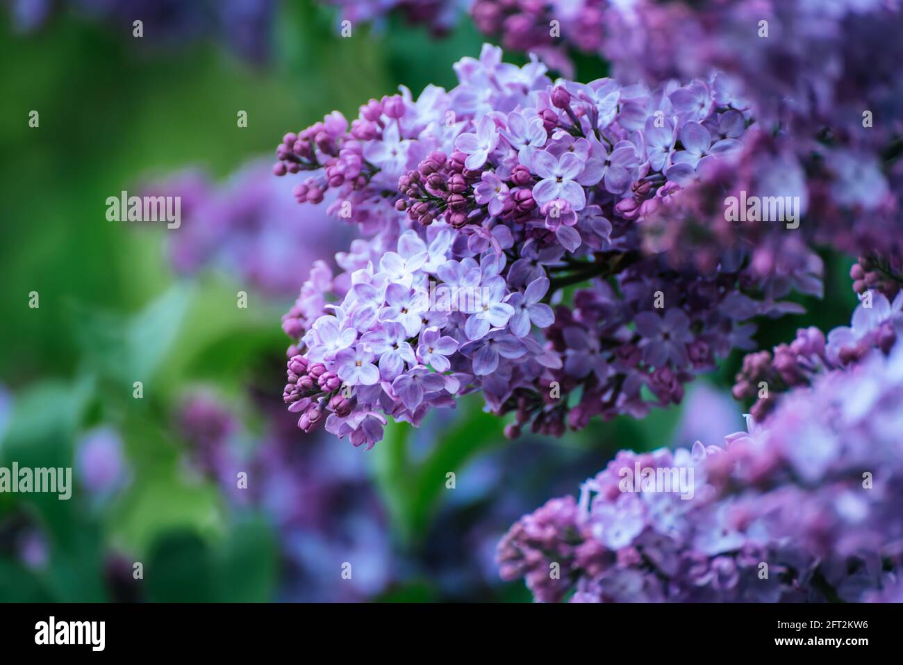 Spring lilac flowers Stock Photo - Alamy